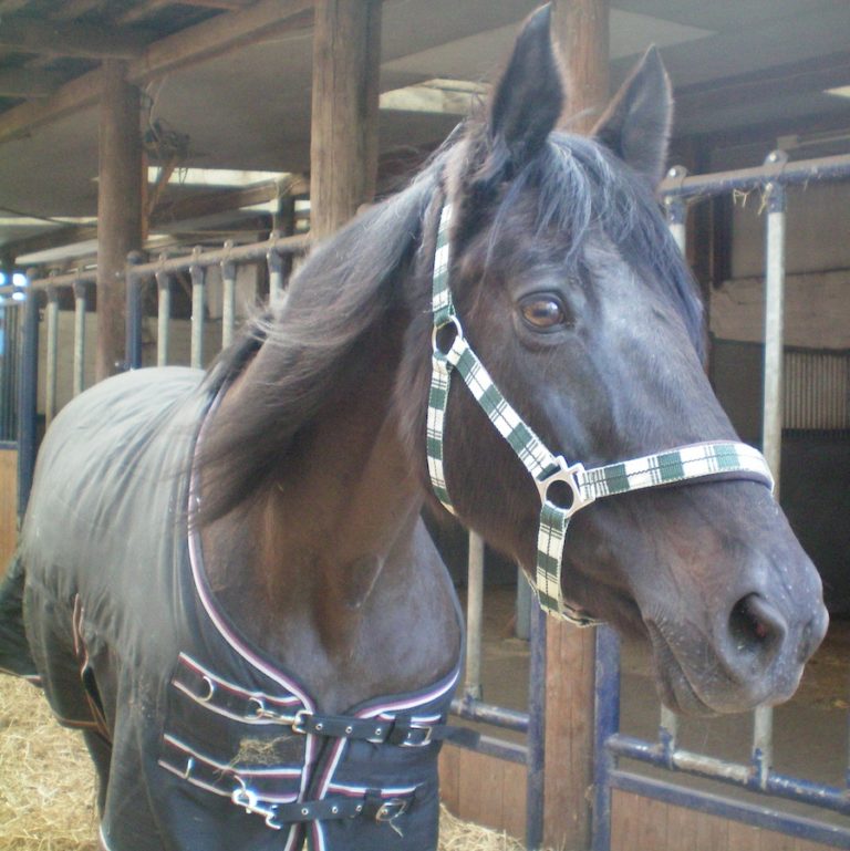 Swaantje - HIPPO Promotion GmbH